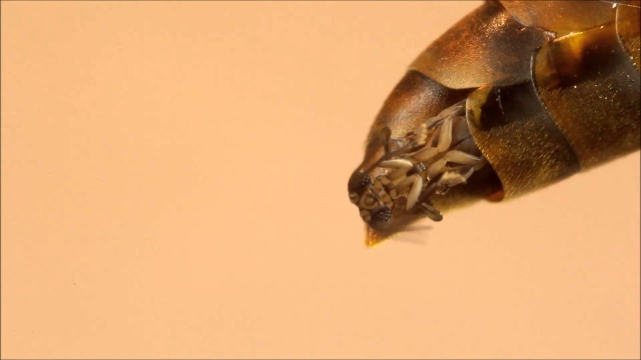 Strepsipteran emergence - YouTube