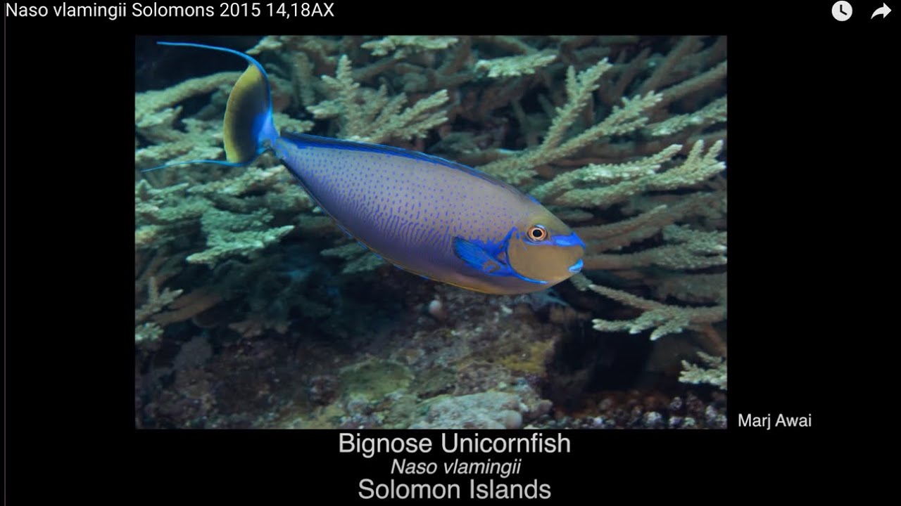 Fish With Big Noses: 7 Species & The Secrets of Their Snouts ...