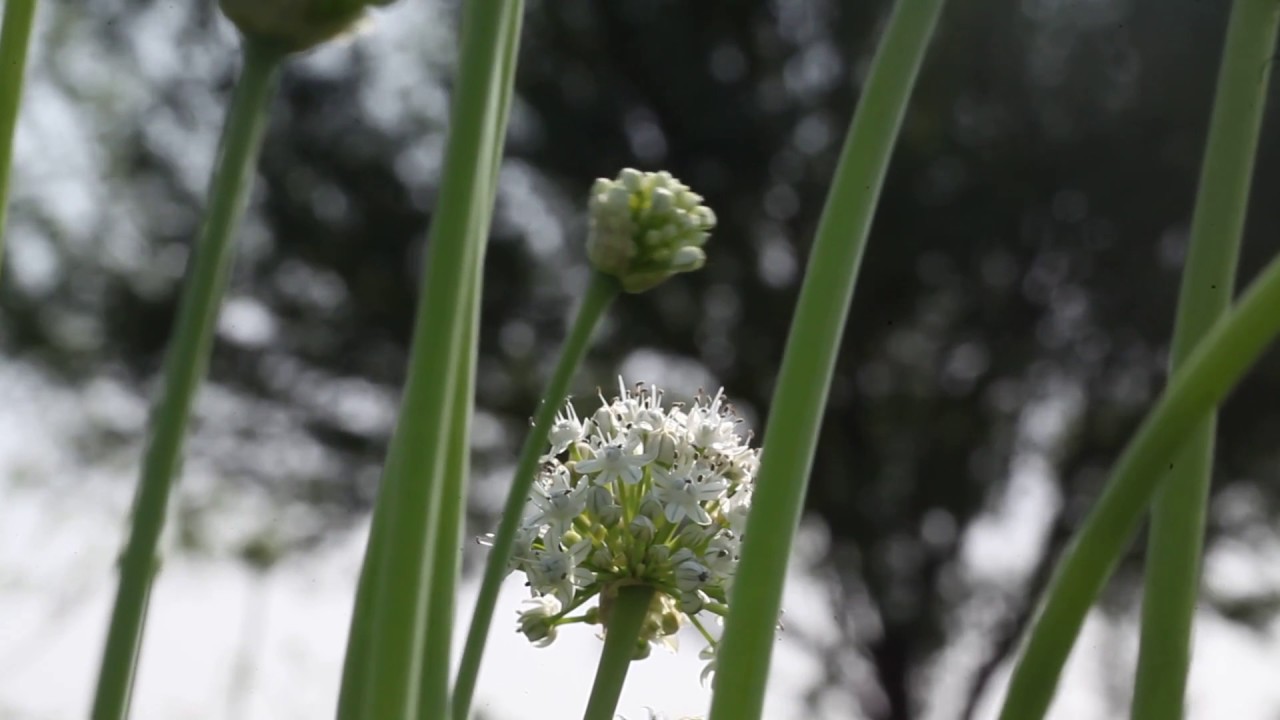 Flowers Botany Inflorescence Umbel No Copyright Video - YouTube