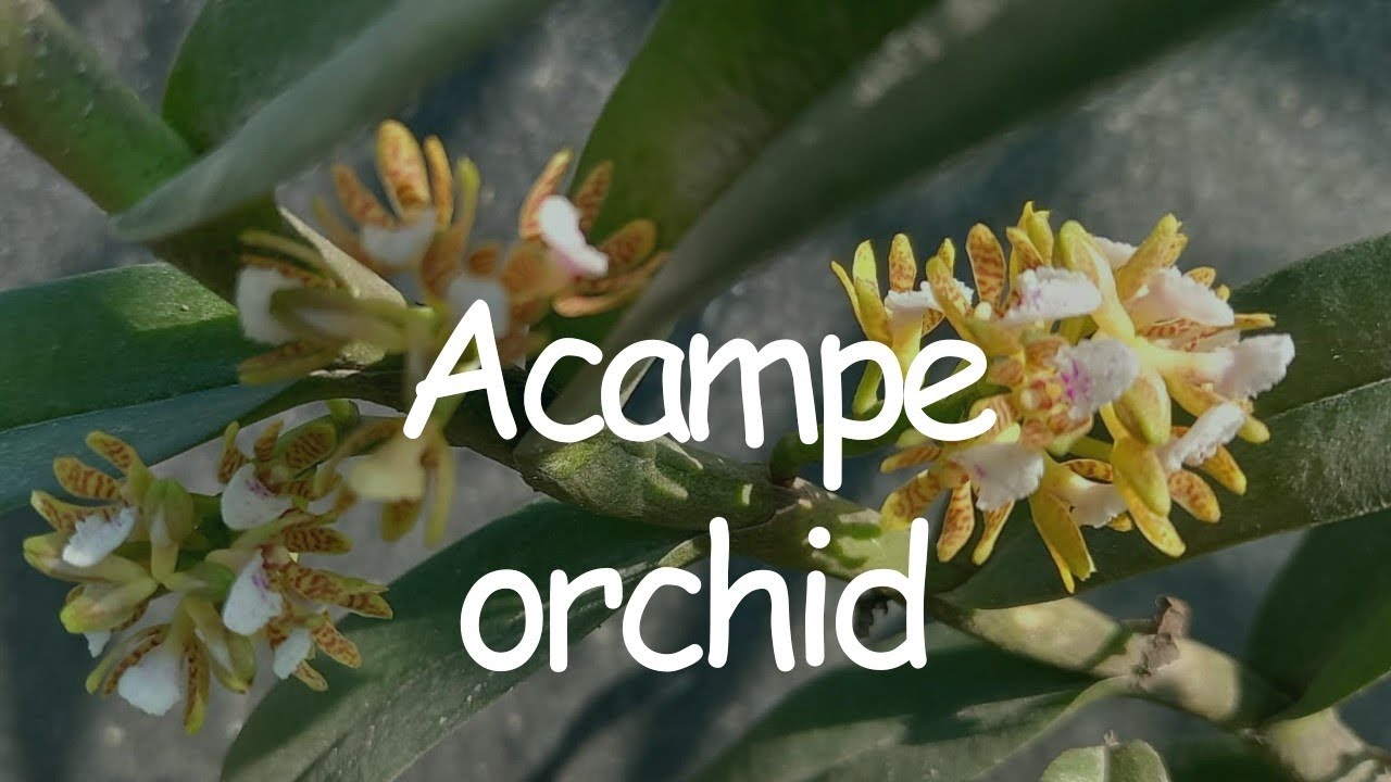 Acampe praemorsa - General care , potting and blooms #orchid # ...