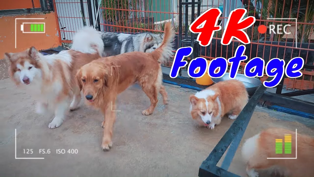 4k Quality Animal Footage - Happy Dog Farm In Da Lat Vietnam | Viral ...