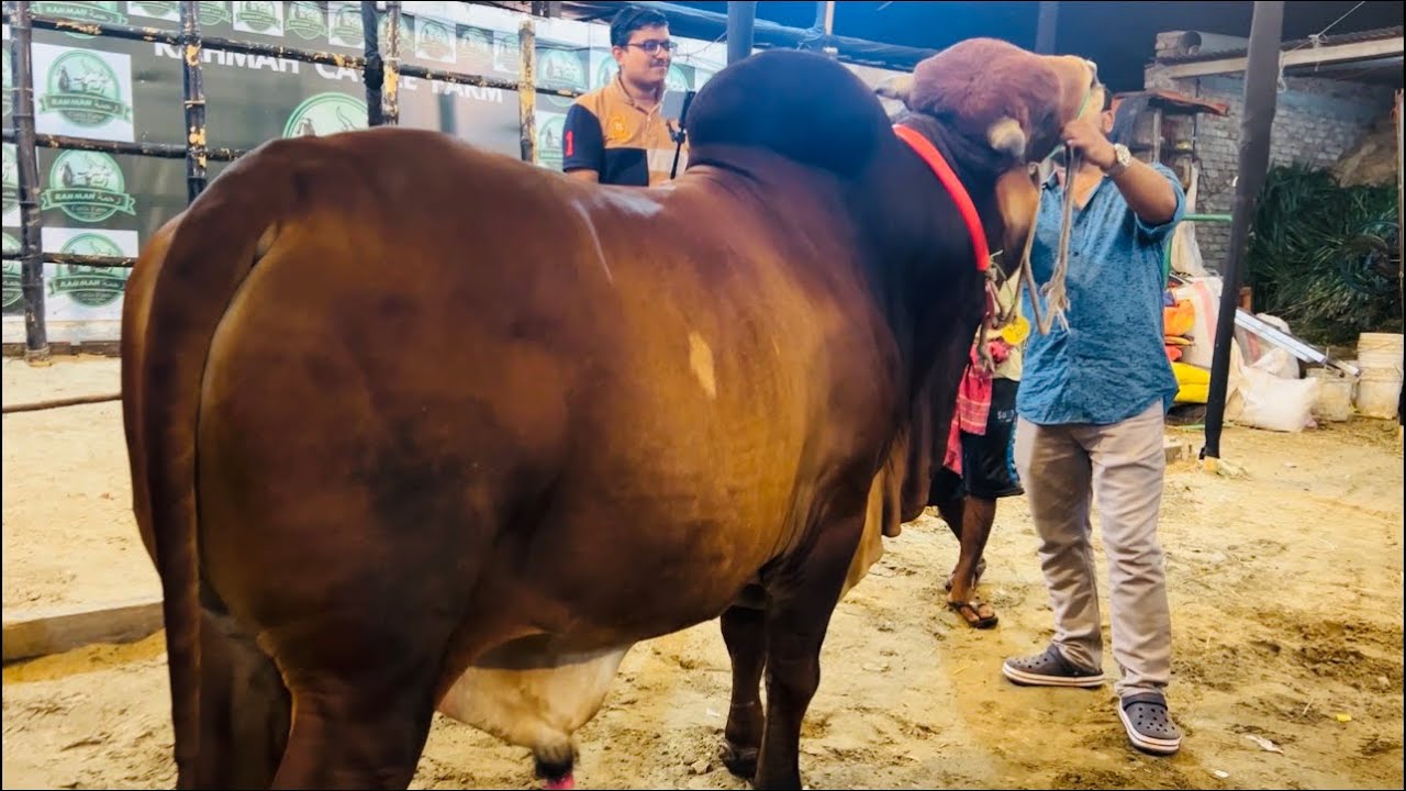 Rahma Cattle Farm 2023 Exclusive Beautiful Red Deshal Cow Collection ...