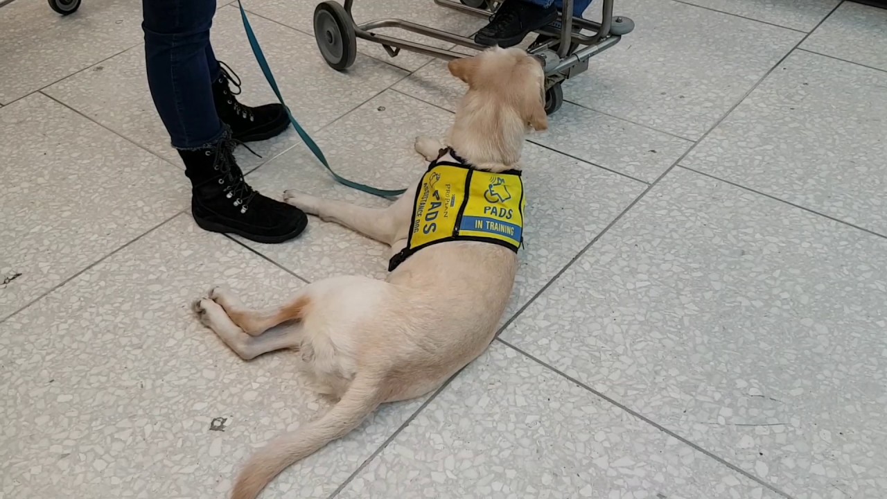 Pads assistance dog in training chilling in airport before Christmas in ...