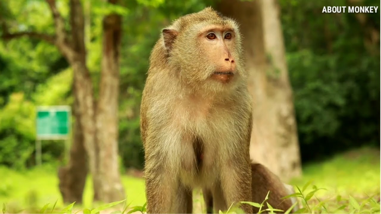 Mom Briana Always Look After Baby Baron, He Is A Cute Monkey And ...