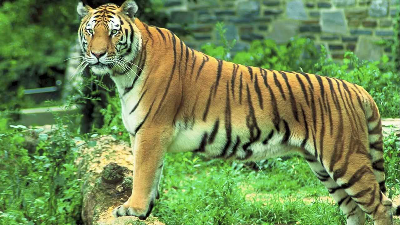 TIGER | ASL - American Sign Language - YouTube