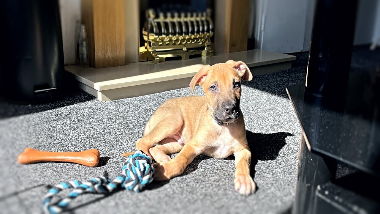 Meet Benji - YouTube