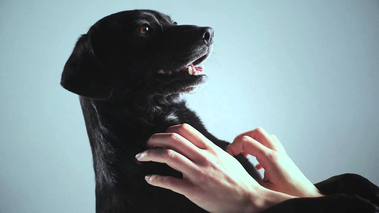Dogs Voice Adopt A Stray Dog YouTube dogs-voice-adopt-a-stray-dog-youtube