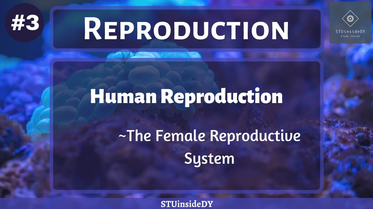 Human Reproduction | Female Reproductive System | Unit-6 Reproduction ...