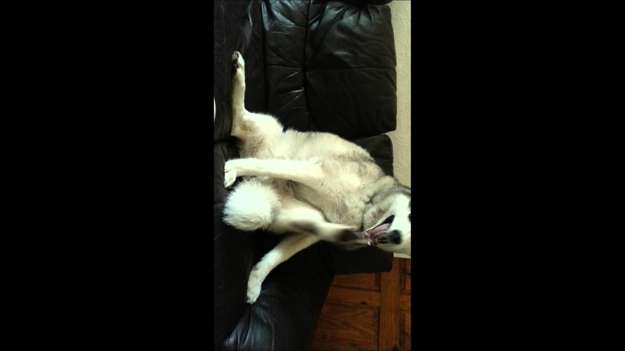 Dog Bites His Own Leg YouTube dog-bites-his-own-leg-youtube