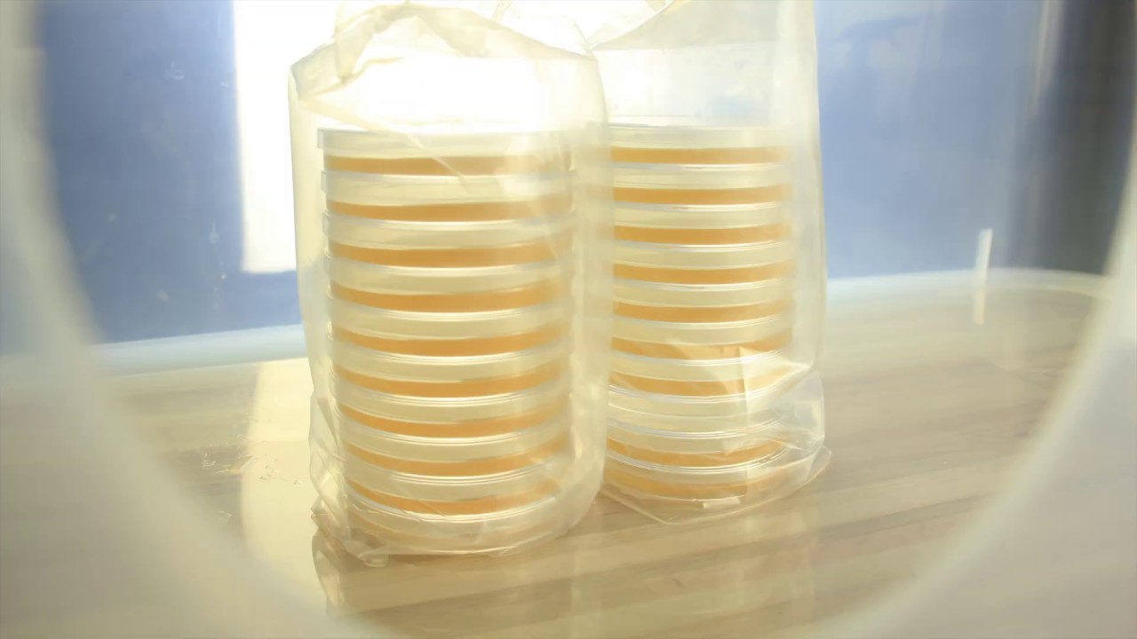 Dipping My Toes Into Agar - I Make Agar Plates For Mushroom Mycelium ...