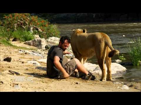Der Löwenflüsterer | Abenteuer Leben - täglich