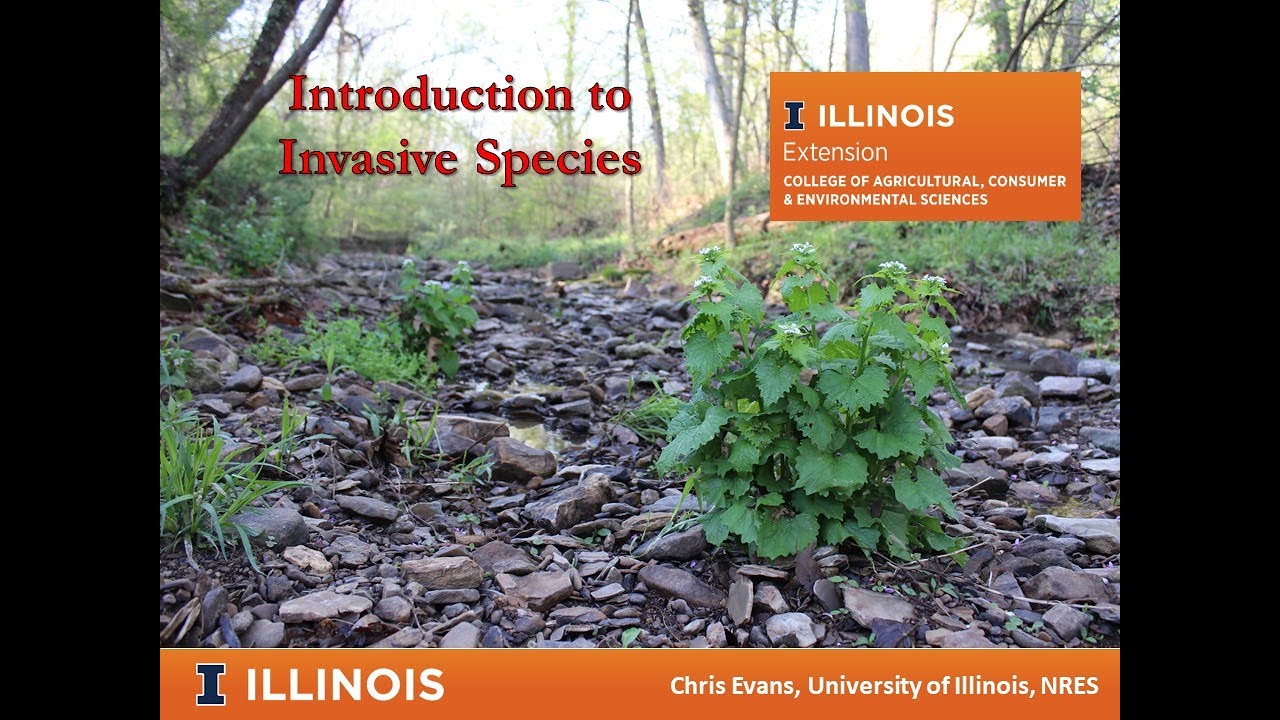 Introduction to Invasive Species Webinar - YouTube