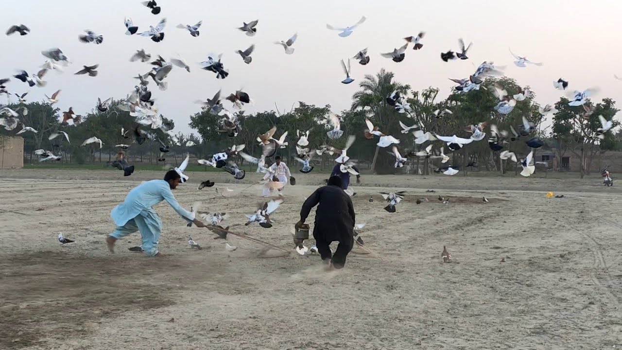 Amazing Pigeons Flying In The Pigeons Competition In South Punjab ...
