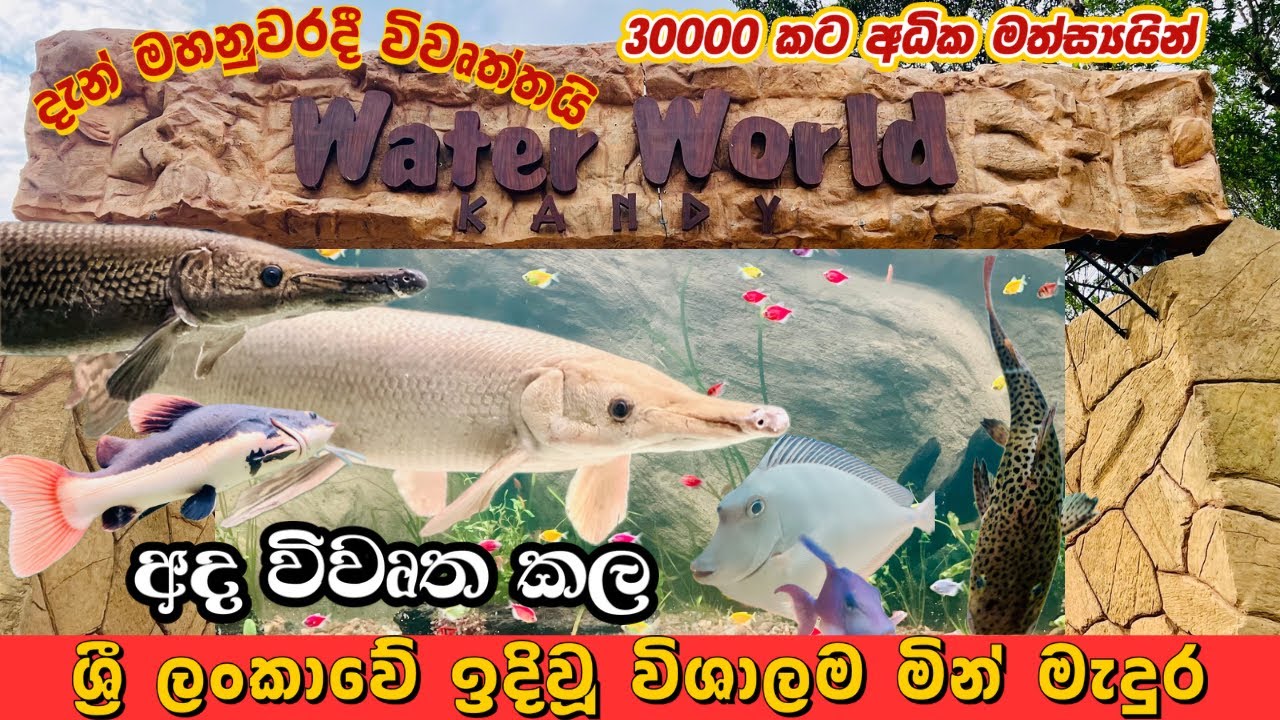 ශ්‍රී ලංකාවේ විශාලම මින් මැදුර 🐠 Youtube හී ප්‍රථම වතාවට ️ biggest ...