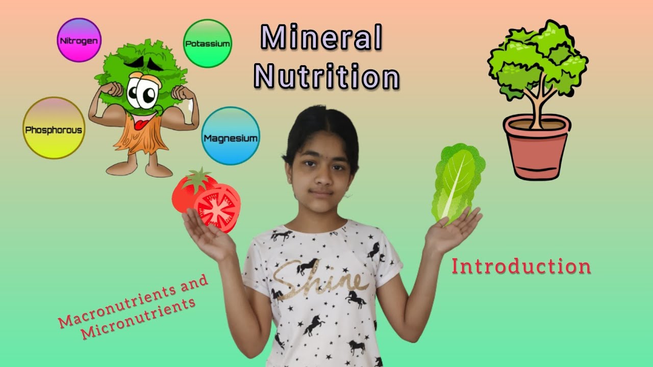 Mineral Nutrition - Introduction / Easy ways to remember micro and ...