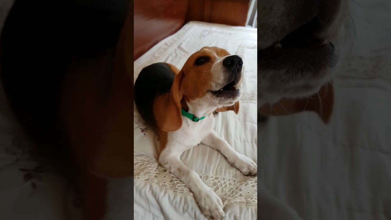 Dog singing #Beagle - YouTube