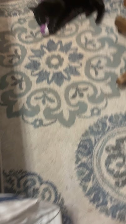 Cat going crazy on catnip - YouTube