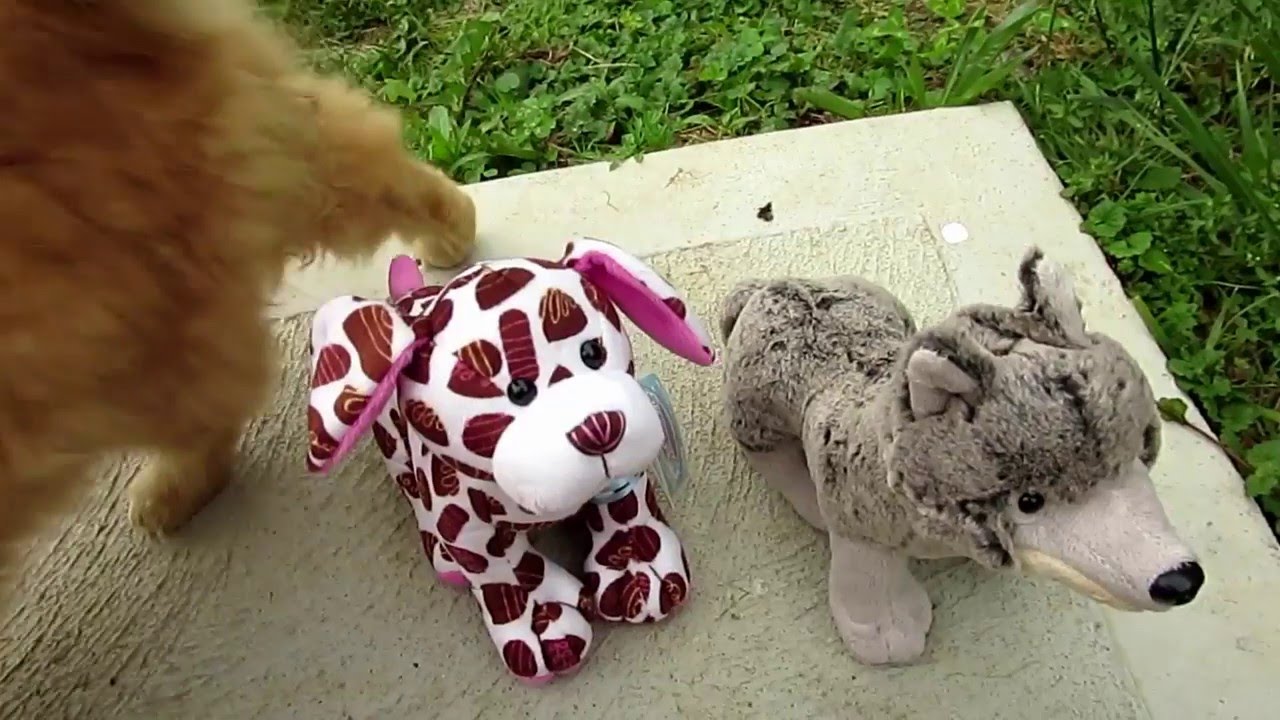 Webkinz Dog Package Video - YouTube