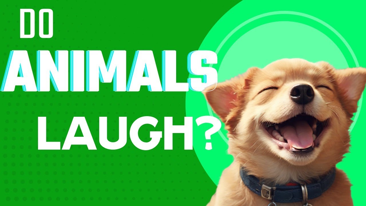Can Animals Laugh? The Secret Language of Animals - YouTube