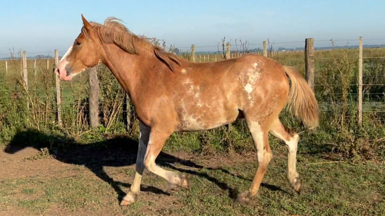 🤩 #POTRO OVERO ROSADO - $500.000 - LOSEQUINOS.COM - YouTube