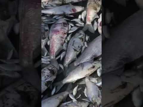 Thousands of DEAD FISH in the Murray Darling River Basin - YouTube