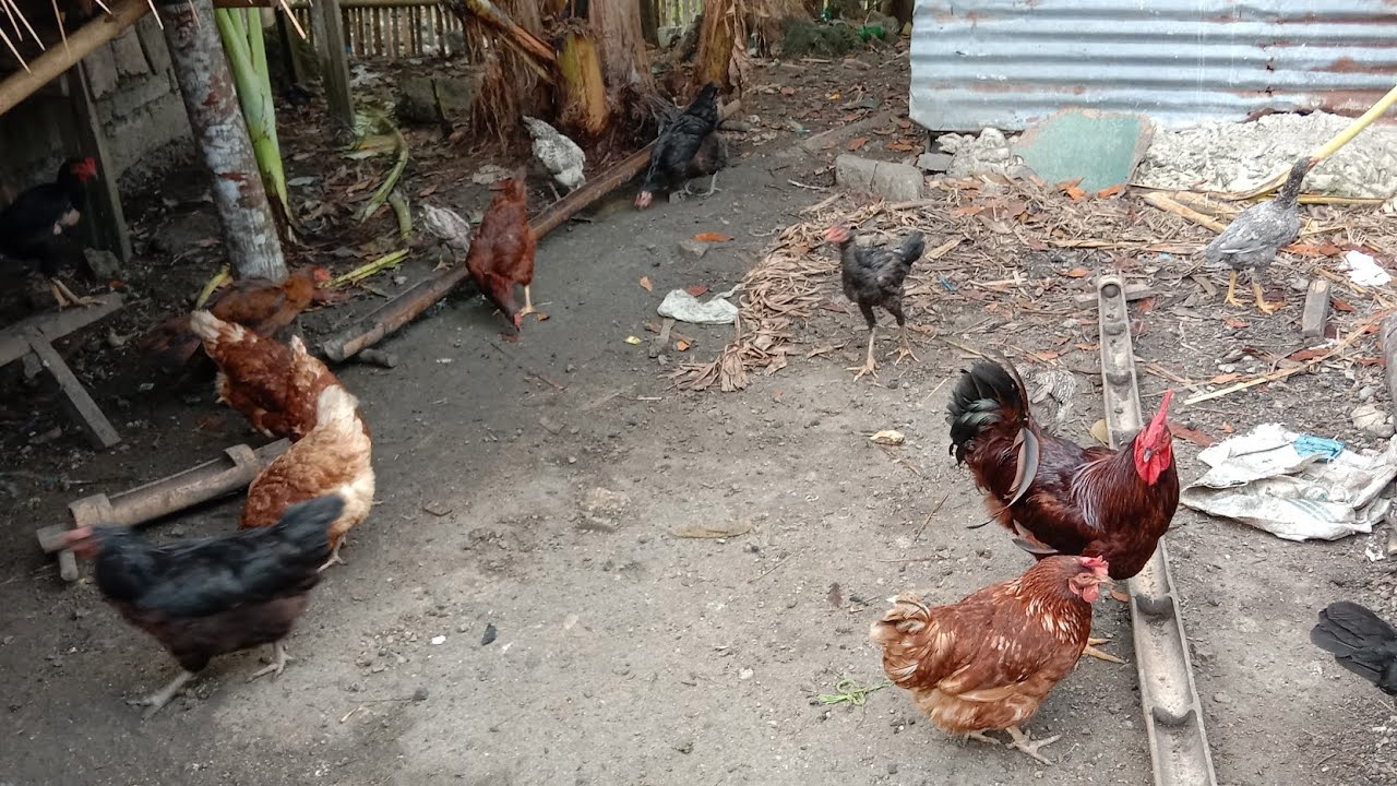 Nakakagala na Ang ating mga alaga at may mga bagong sisiw Tayo at mga ...