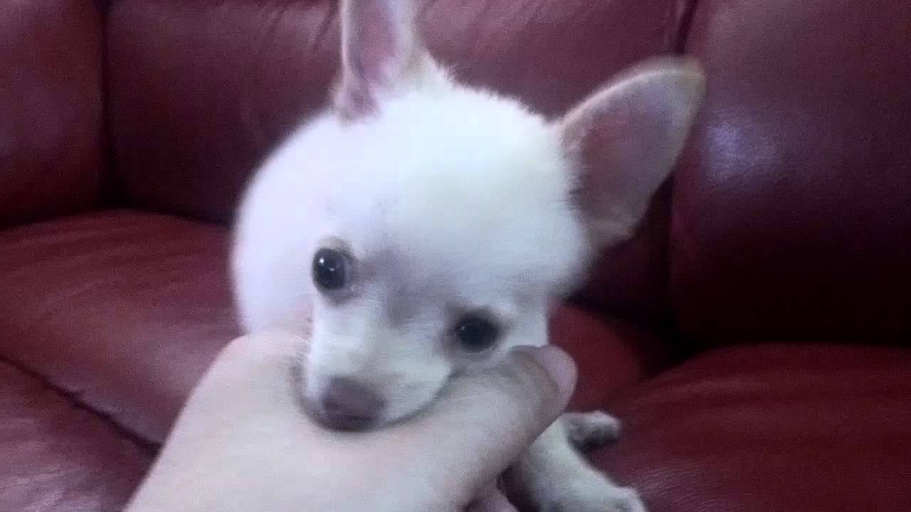 Toby chihuahua puppy is biting my hand in a playful way. - YouTube