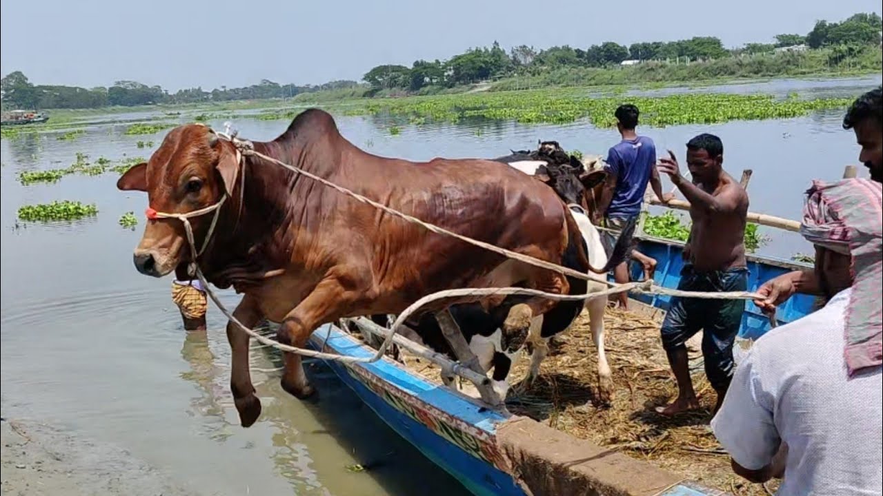 Ep-125,Cow Unloading,Big Cow,big bull,big cattle,Cow Videos,Cow Video ...