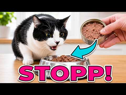 Hör sofort auf, deiner Katze DAS zu füttern
