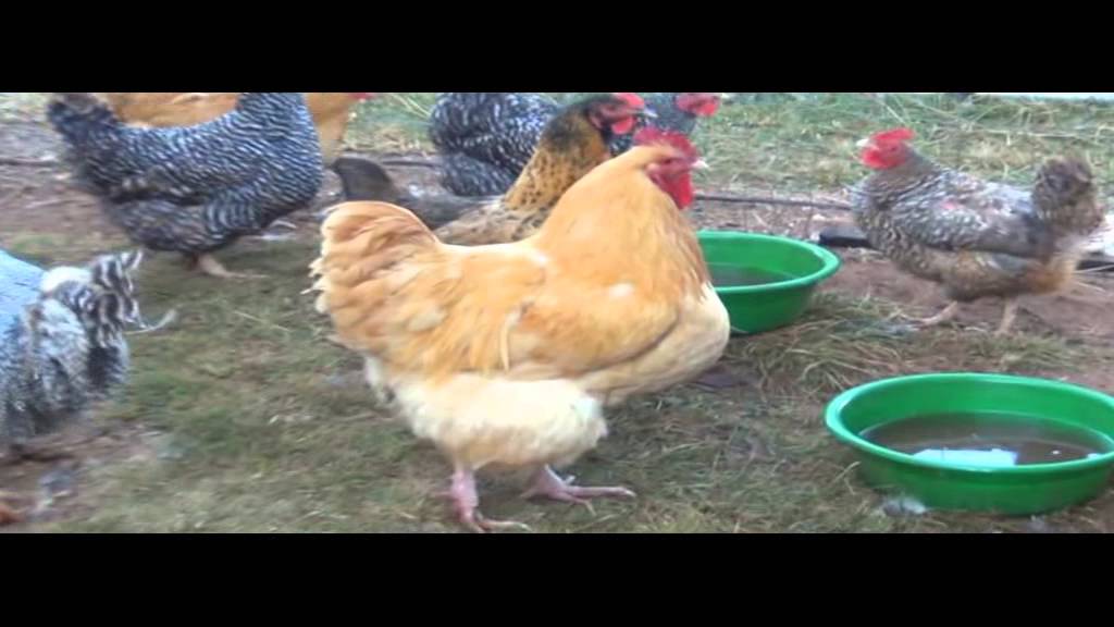 Hoenders Te Koop - Carolina - YouTube