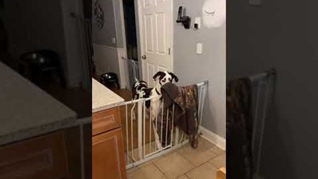 Gate Can't Keep Great Dane Out of Kitchen || ViralHog - YouTube