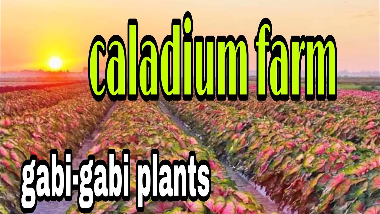 #caladium#farm #gabi-gabi plants - YouTube