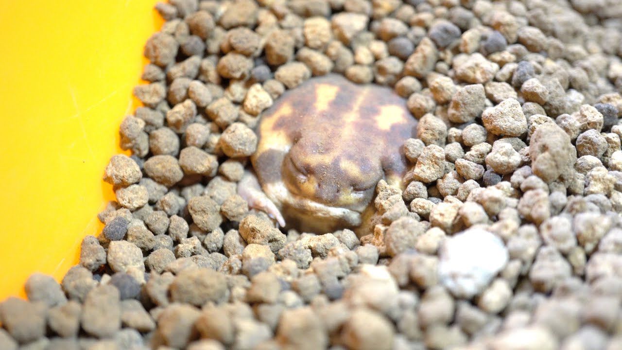 Rain frogs Good night angels😴 - YouTube