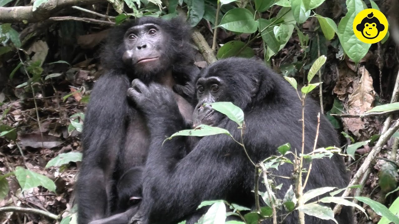 Grooming behaviors beween male and female bonobos!【Observations of ...