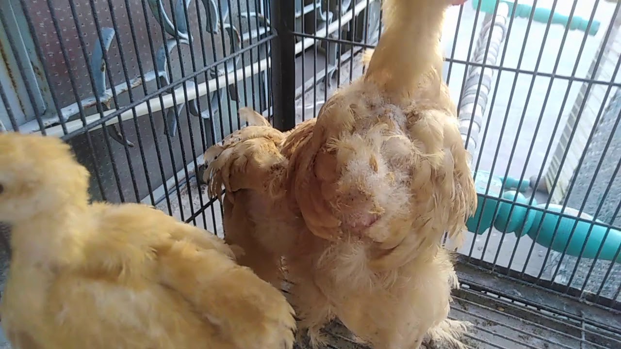 Golden Heavy Buff - YouTube