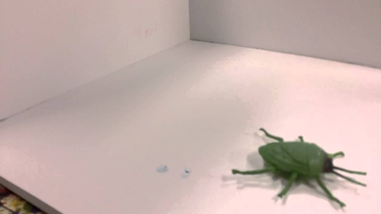 Bug walk - YouTube