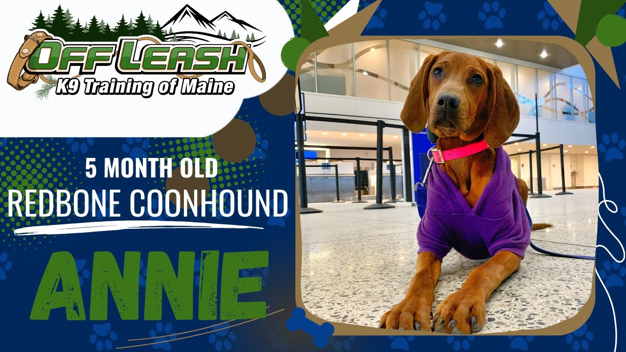 Annie | 5mo Redbone Coonhound | Best Maine Dog Trainers | Off Leash K9 ...