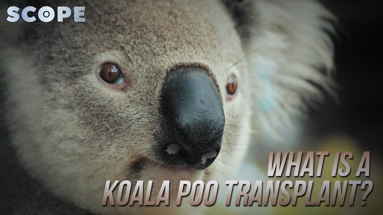 Koalas Can Have POO Transplants?! | SCOPE TV - YouTube