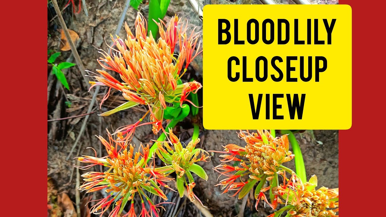 Blood Lily - YouTube