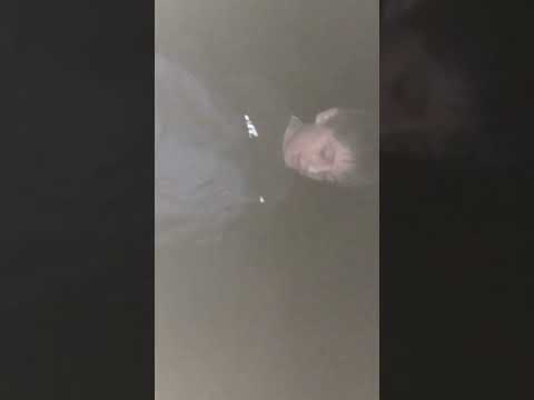 la leyenda del shapo - YouTube