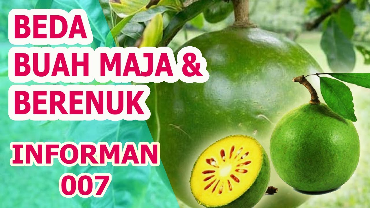 TERNYATA SELAMA INI SALAH !! PERBEDAAN BUAH MAJA DAN BERENUK - YouTube
