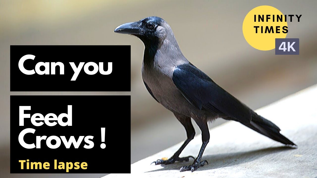 Crows | Crow feeding | Borella Colombo Sri lanka 2021 | Colombo 2021 ...