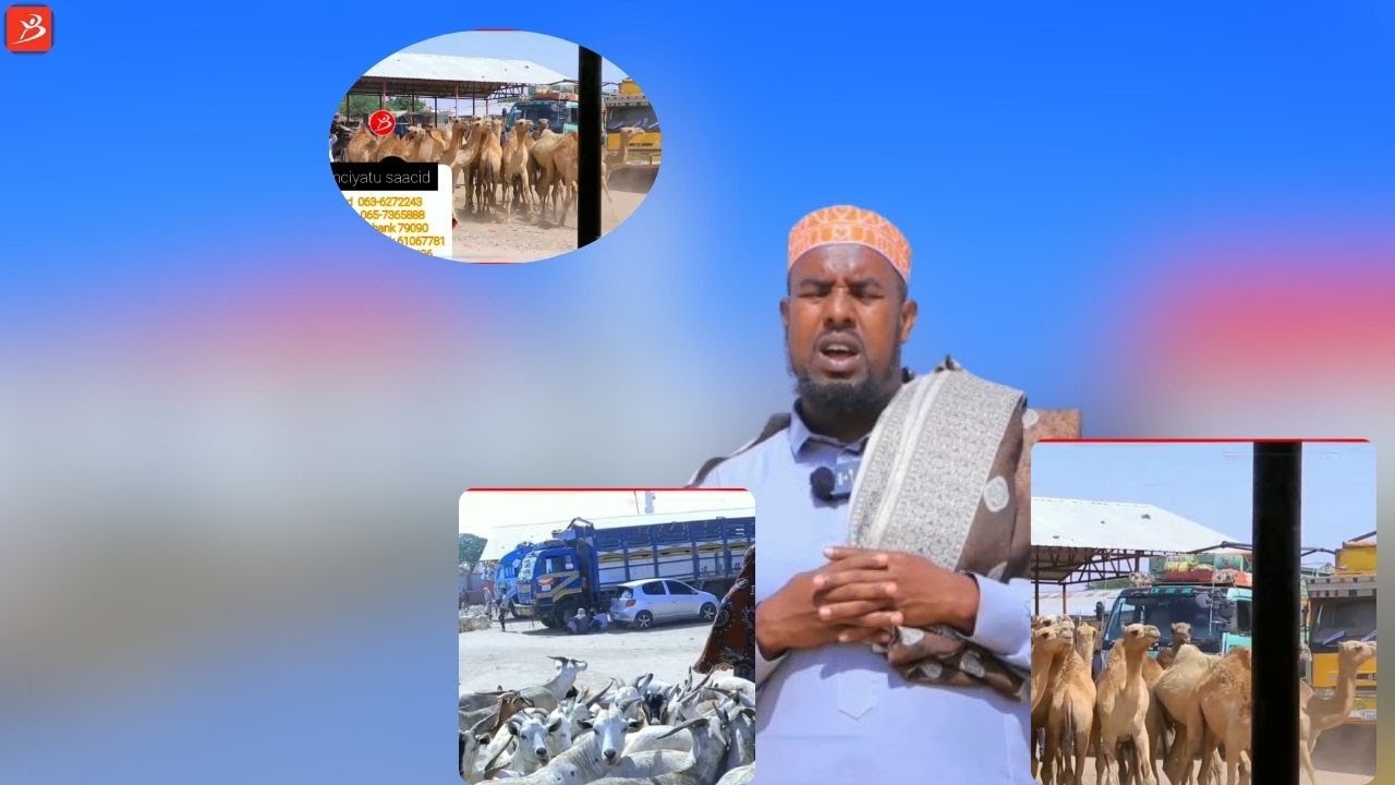 Xaamiga Saylada Xoolaha Iyo Saacid Oo Bushaaro Wayn Wada,masaakintana ...