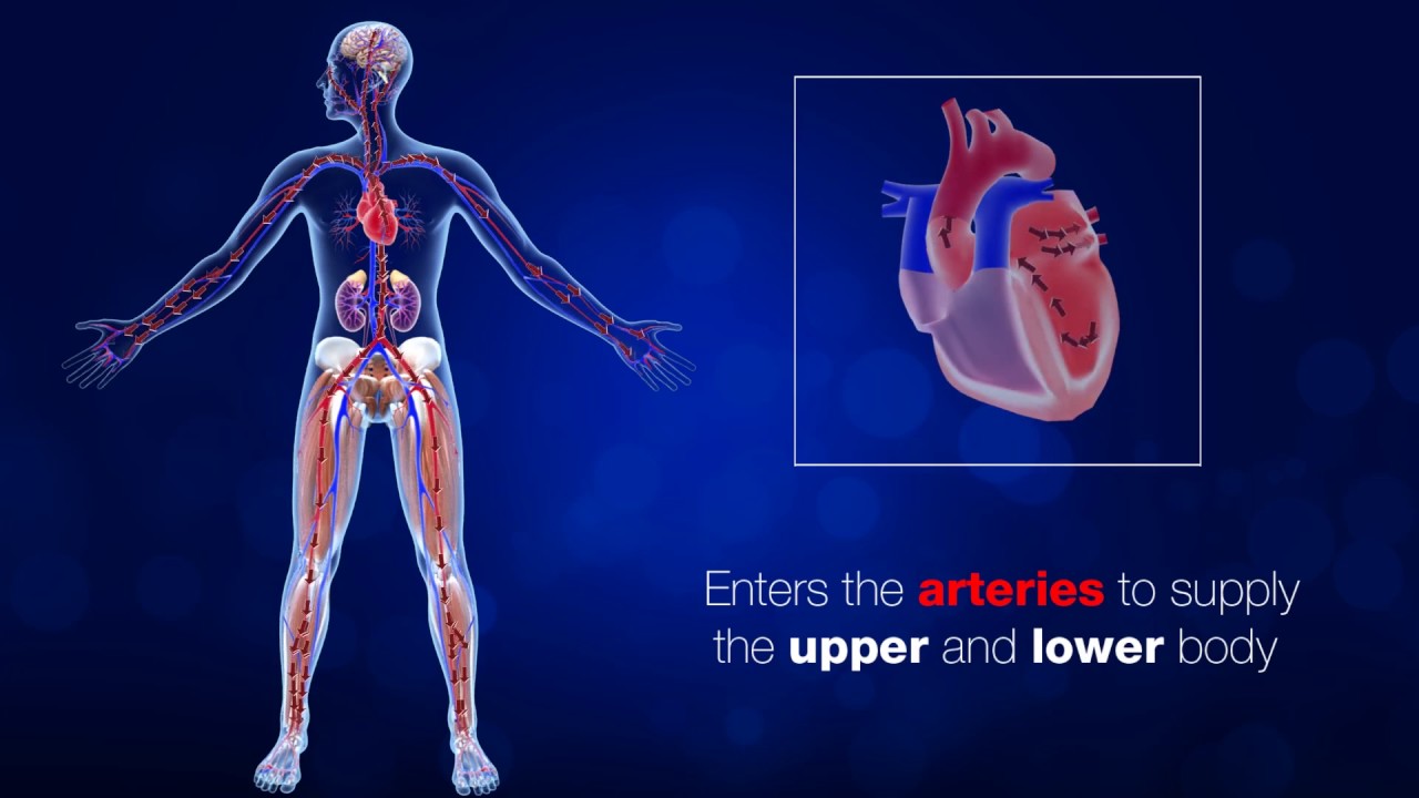Demo Video- Circulatory System Flow - YouTube