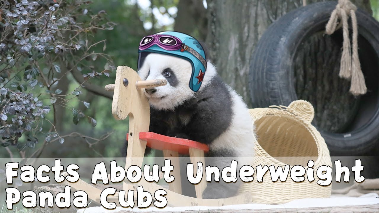 What Is An Extremely Underweight Newborn Panda Cub? | iPanda - YouTube