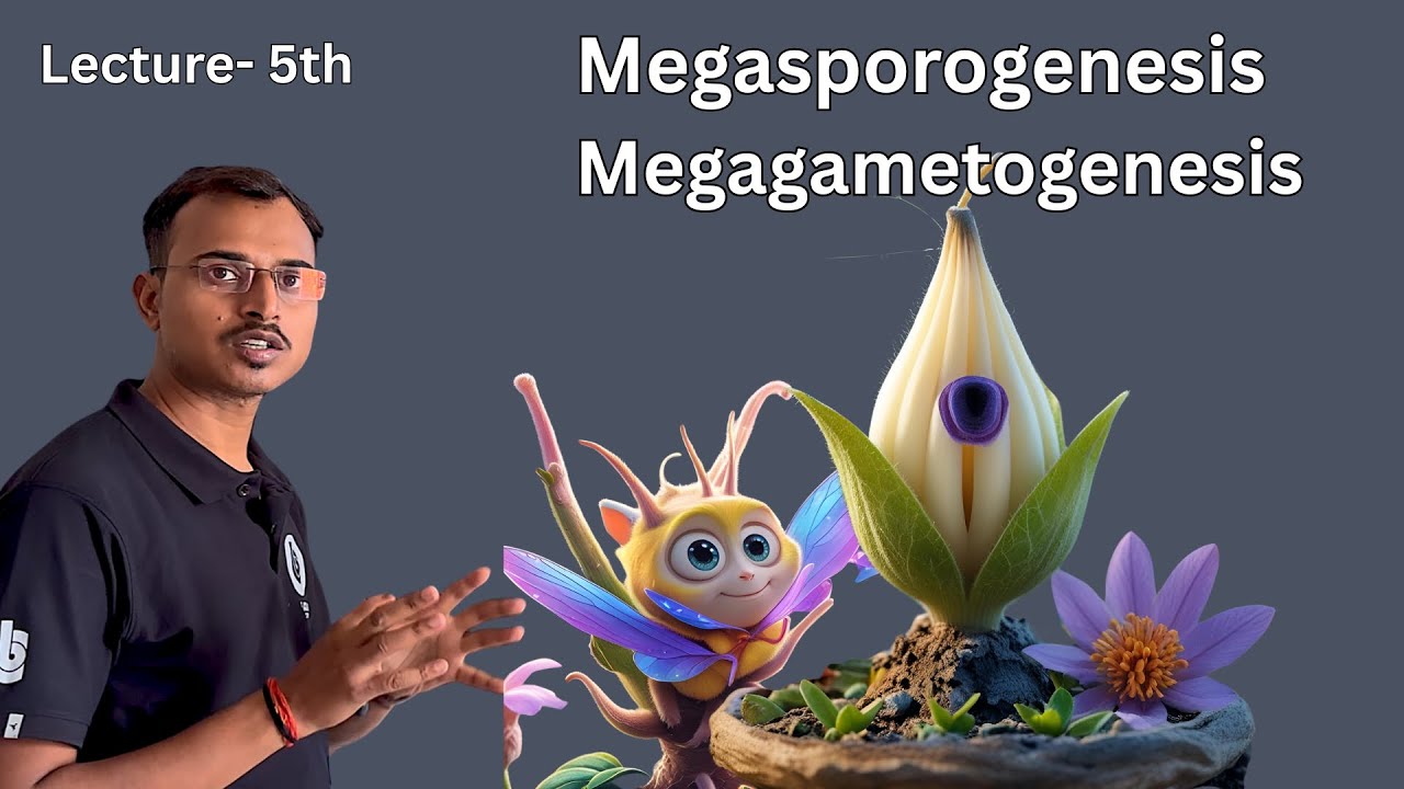 MegaSporogenesis |Mega-Gametogenesis | Sexual Repd. In flowering Plants ...