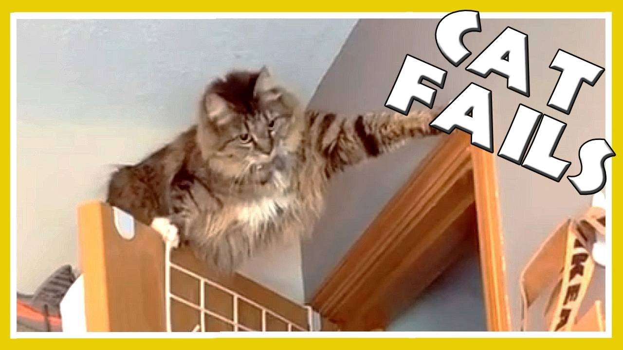 😂 FUNNY CAT FAILS | TikTok funny moments of the cats | Video ...