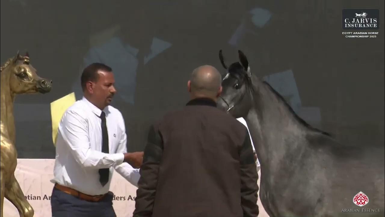 EGYPT ARABIAN HORSE CHAMPIONSHIP 2023 CLASS 1A - YouTube