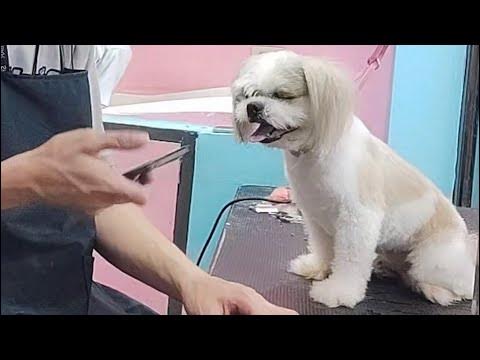 Dog 🐶 Pet Puppy Grooming Teddy Bear Style, How To Cut Dog’s Hair, Basic Grooming Tutoria - YouTube