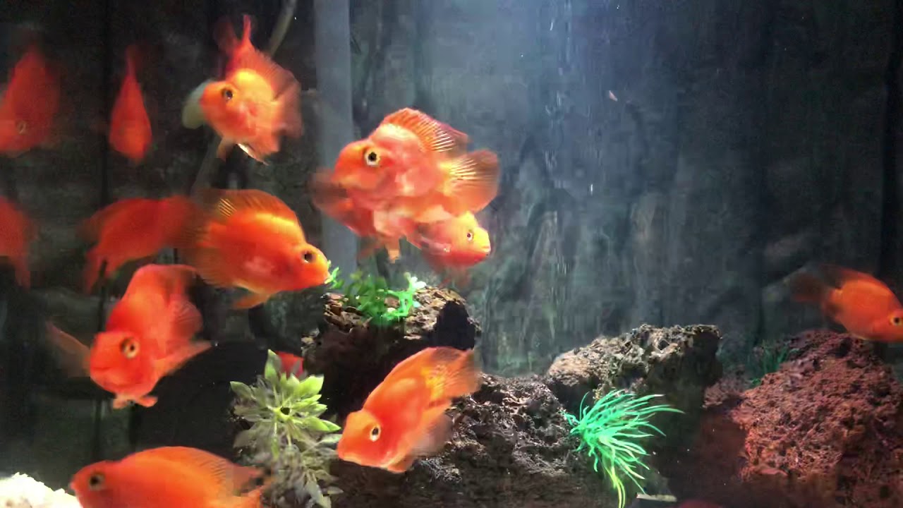 Ikan red parrot - YouTube